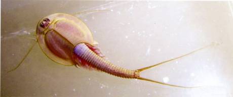 Jean-Pierre Duhard - Le triops, un crustacé d'eau douce des mares ...