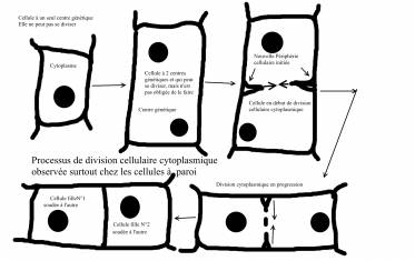 Widi TCHALA - La Cellule Créatrice et Source de Vie - Chapitre 7