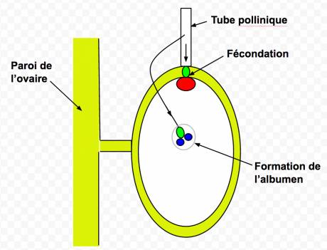 Roger Lamouline - Une invention géniale: la double fécondation ...
