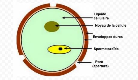Roger Lamouline - Une invention géniale: la double fécondation ...